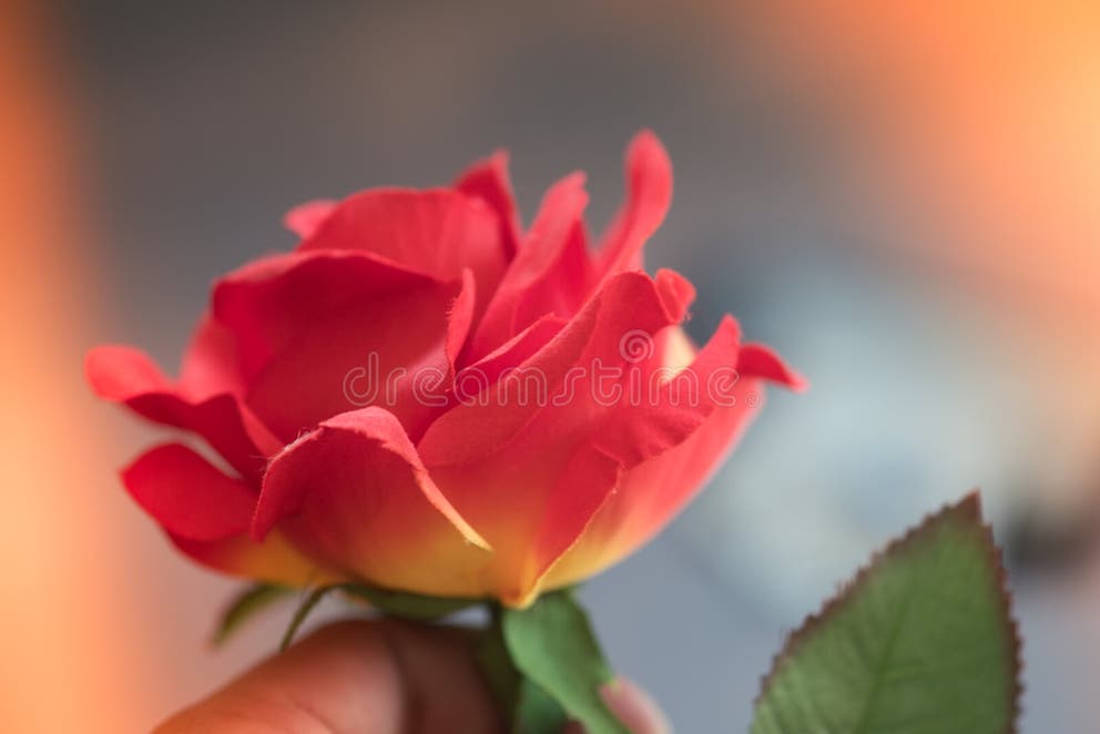 Hand with Red Rose Artificial Stock Photo - Image of fashion, stylish ...