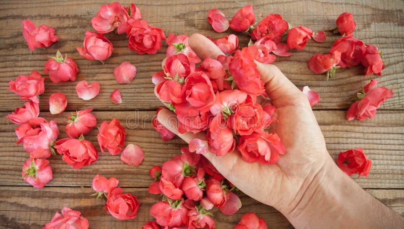 Hand among red roses stock image. Image of tender, friendship - 56973381
