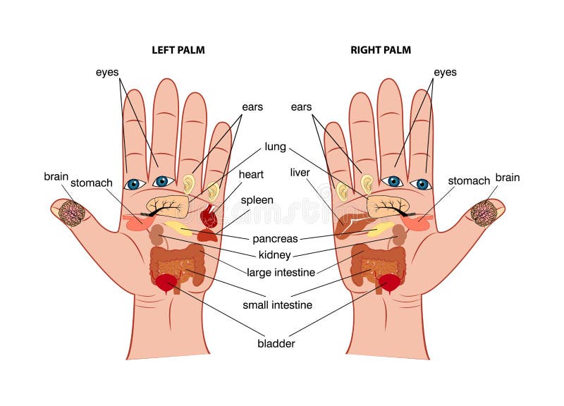 Hand Reflexology Chart Description Stock Vector - Illustration of ... Hand Reflexology Chart Description Stock Vector - Illustration of ...