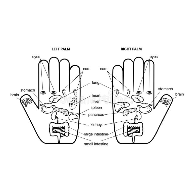 Reflexology Chart Hand Illustration Stock Illustrations – 60 ... Reflexology Chart Hand Illustration Stock Illustrations – 60 ...