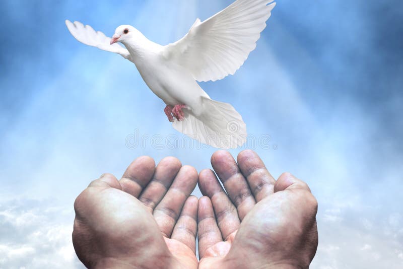 Hand releasing a dove stock photo. Image of religious - 283002188