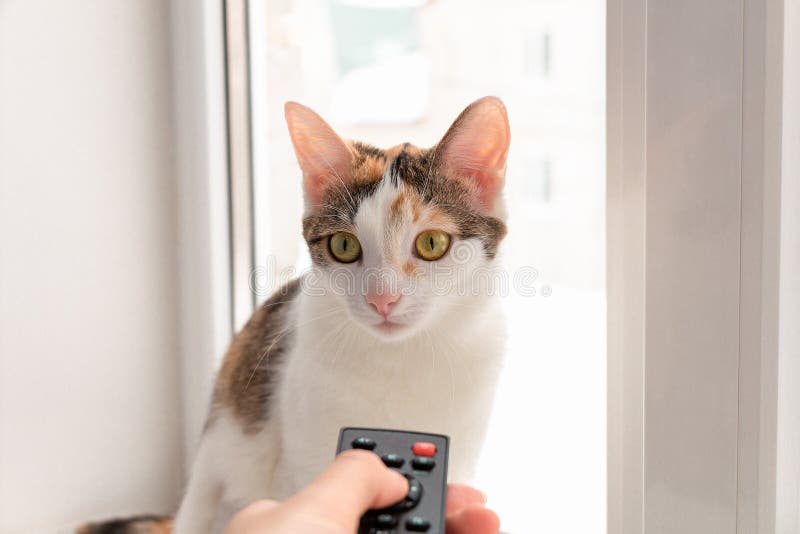 Hand with Remote Control, Aimed at a Cat. Cat Control Stock Image ...