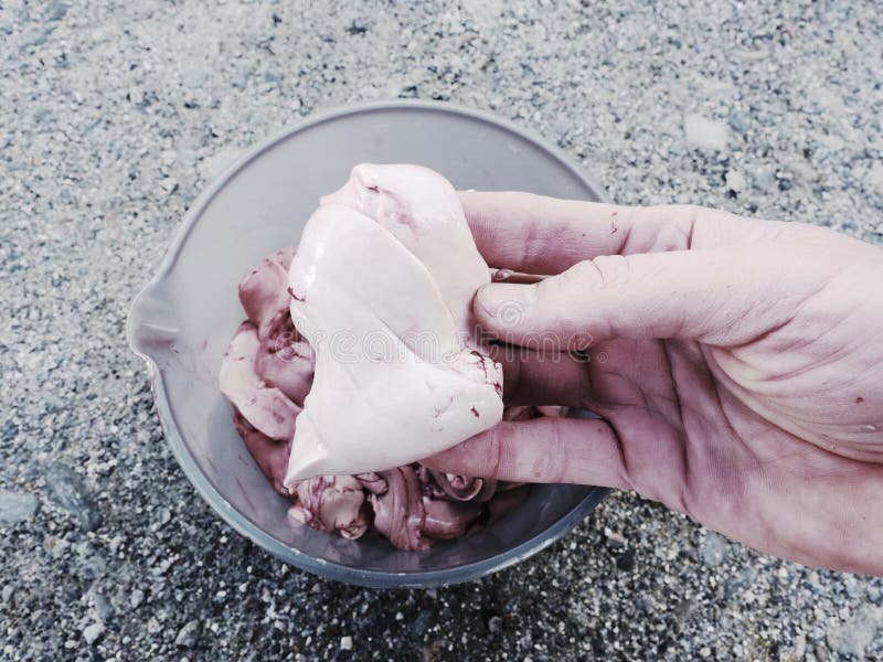 Hand Remove and Check Livers. Freshly Caught Fish Guts Stock Photo ...