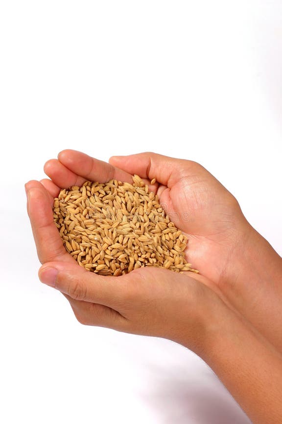 Hand and a rice stock photo. Image of ripe, hand, asia - 3230668