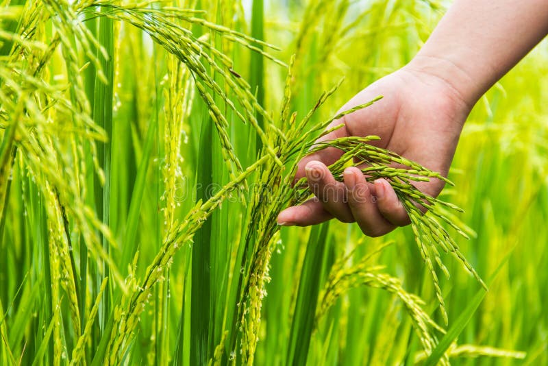 Hand and Rice stock image. Image of rice, leaves, green - 35498695