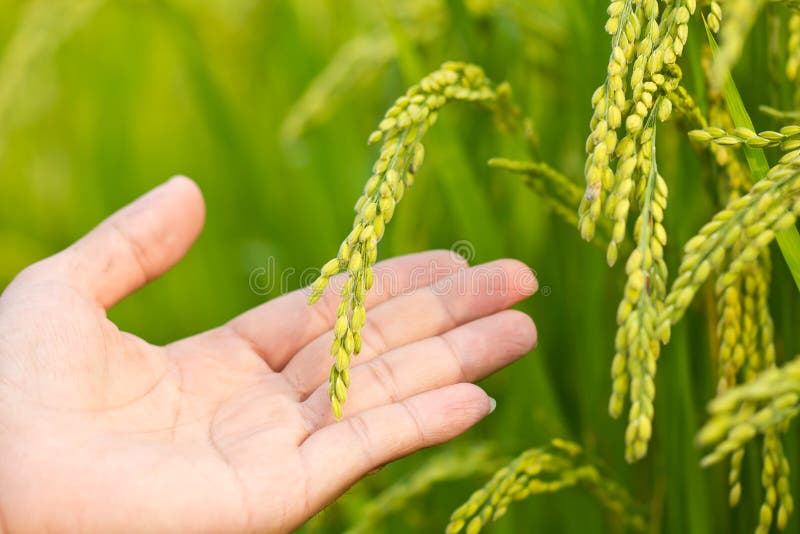 Rice paddy stock image. Image of agriculture, field, natural - 33006009
