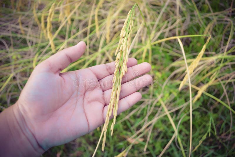 Hand with rice field stock image. Image of autumn, organic - 58957313