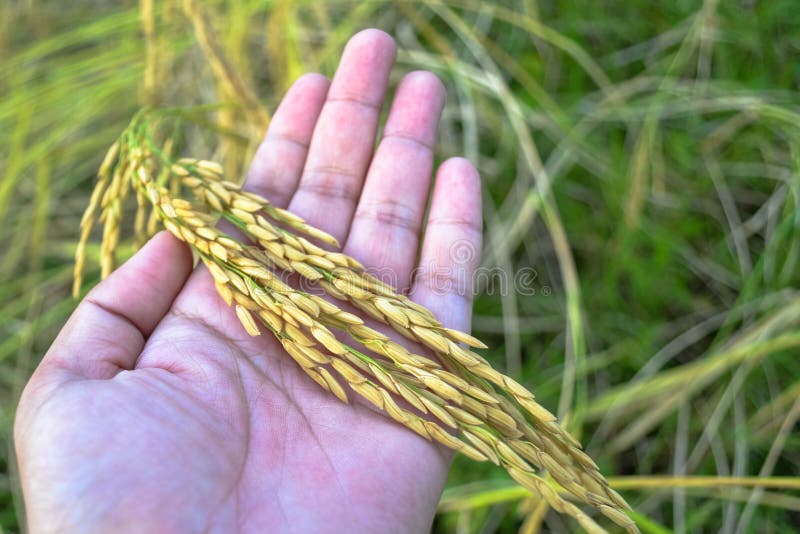 Hand with rice field stock image. Image of food, farmland - 58957319