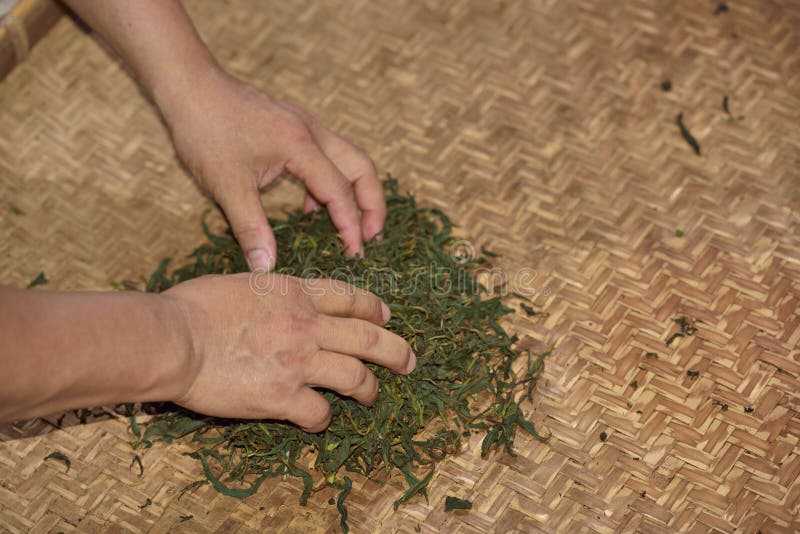 Hand-rolling tea leaves. stock photo. Image of asia, tealeaves - 59381400