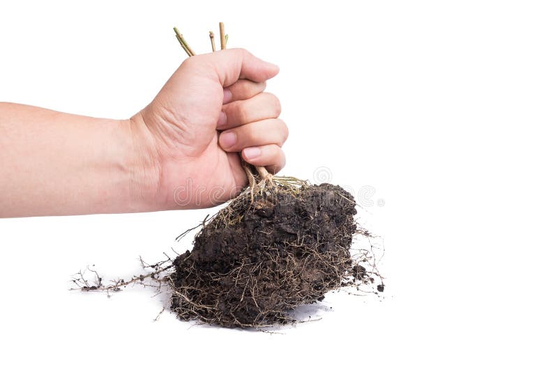 Hand and Root Plant with Soil Stock Photo - Image of underground ...