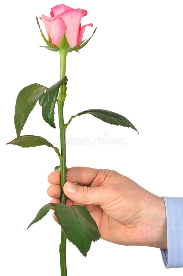Hand with Rose stock image. Image of isolated, giving - 14713405