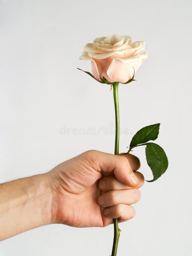 Hand with rose stock photo. Image of nature, beautiful - 4085682