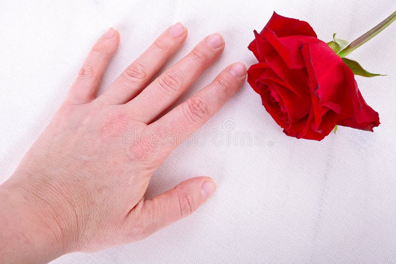 Hand with rose stock photo. Image of celebration, blossom - 31188616