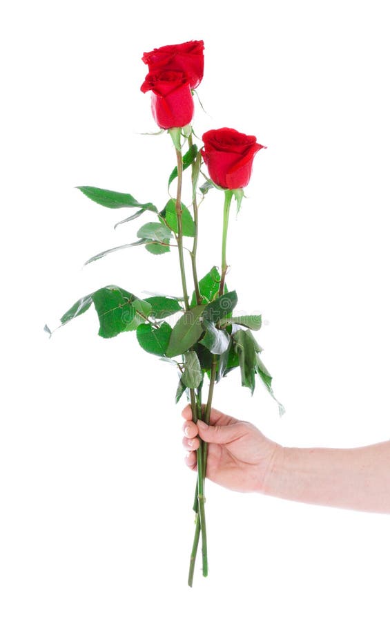 Beautiful Woman Hand Holding a Red Rose Stock Image - Image of ...