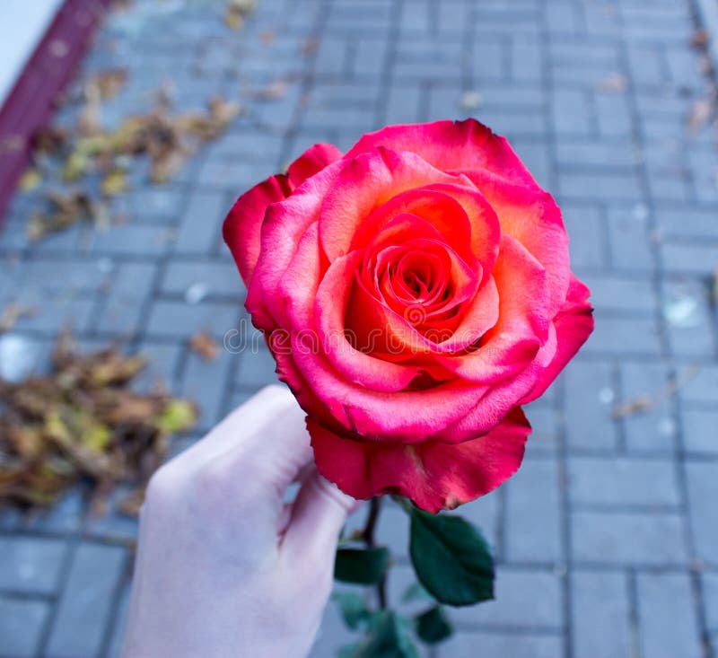 Hand with a Rose on Grass Background Stock Photo - Image of hand ...