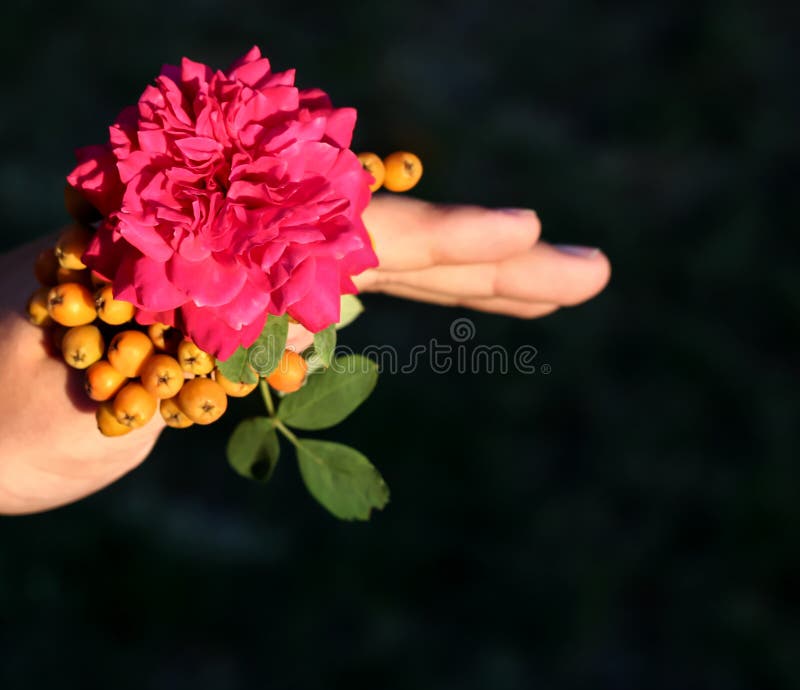 In the Hand of a Rose and an Unripe Rowan Stock Image - Image of hands ...