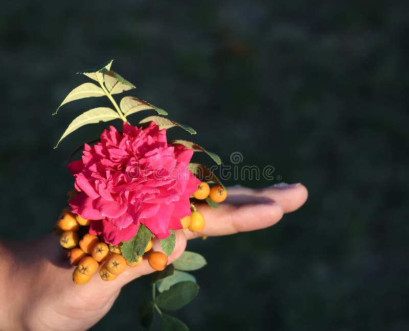 In the Hand of a Rose and an Unripe Rowan Stock Photo - Image of nature ...