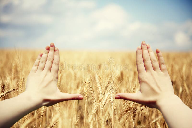Hand S Frame Over the Wheat Field Stock Image - Image of concept, blank ...