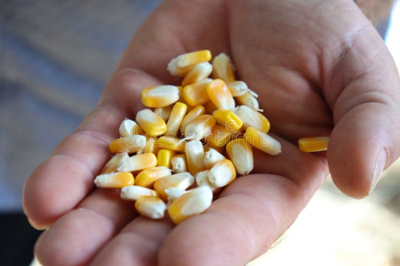 Hand S of a Man Holding Corn Stock Image - Image of snack, hands: 359656003