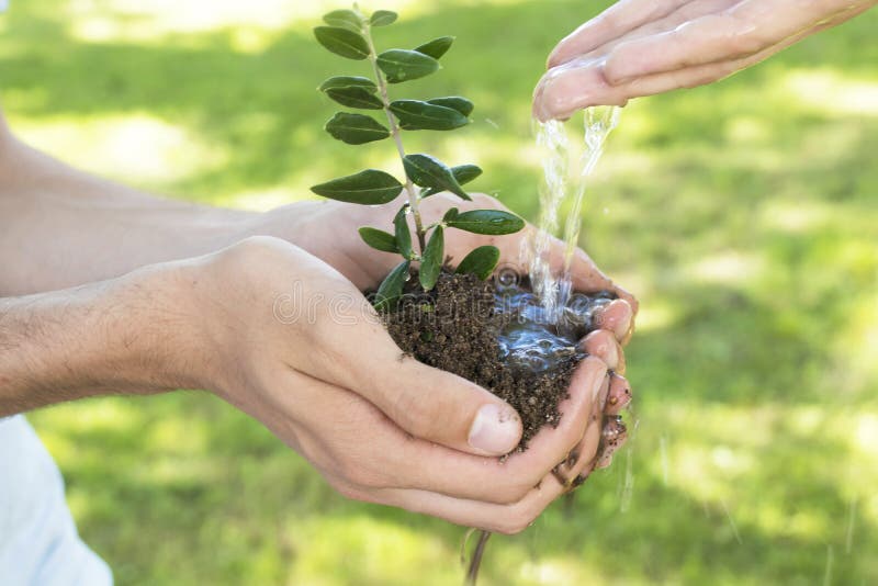 Hand with Sapling or Young Plant Stock Photo - Image of protection ...