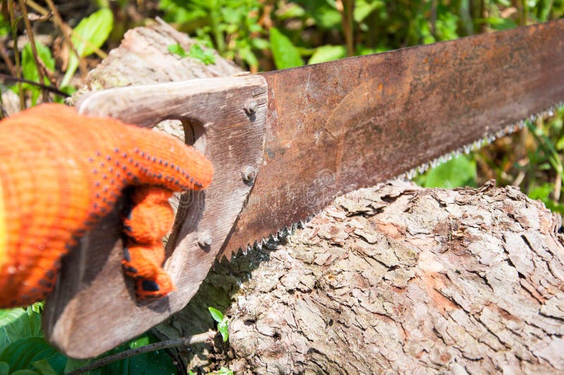 A Hand Saw Cuts a Thick Tree Trunk. Stock Photo - Image of stump ...