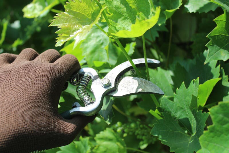 A Hand with Scissors in Front of Grapevine Stock Image - Image of ...