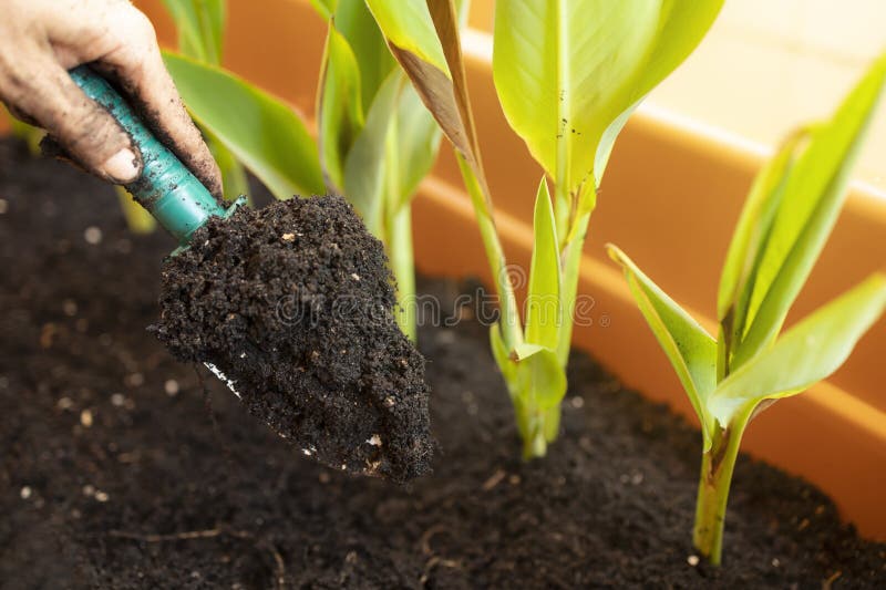 Hand Scooping Soil into a Flower Pot Stock Image - Image of preparation ...