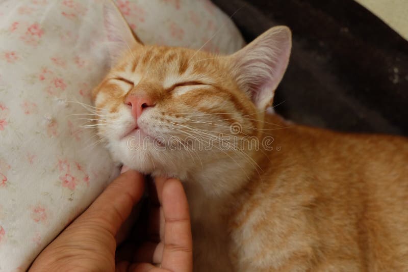 Hand cat enchant stock photo. Image of face, brown, hand - 51348270