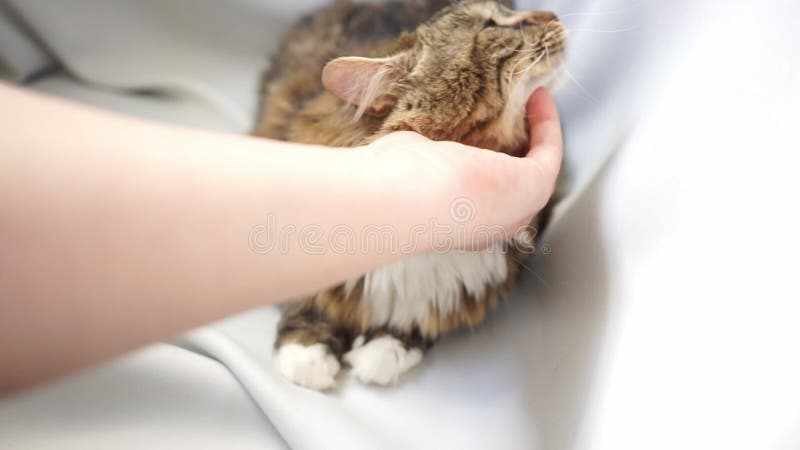 Hand Scratch and Stroke Chin and Head of a Tabby Cat Stock Footage ...