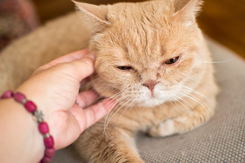 Hand Scratches Shorthair Ginger Exotic Persian Cat Stock Photo - Image ...
