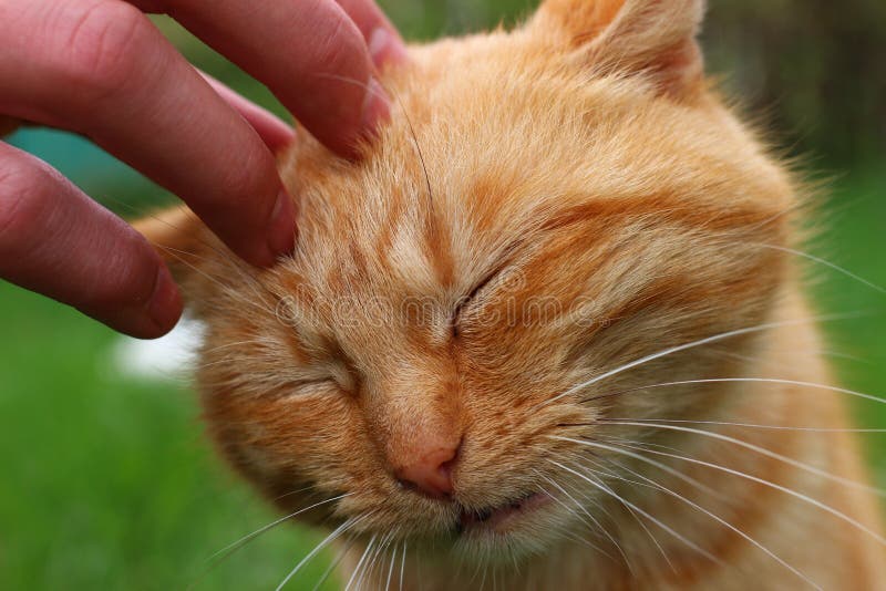 Hand Scratches and Strokes a Red Cat Stock Image - Image of kitty, care ...