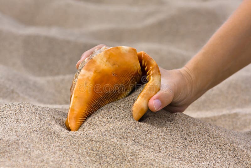 Hand with Sea Shell in the Beach Stock Image - Image of hand, hold ...
