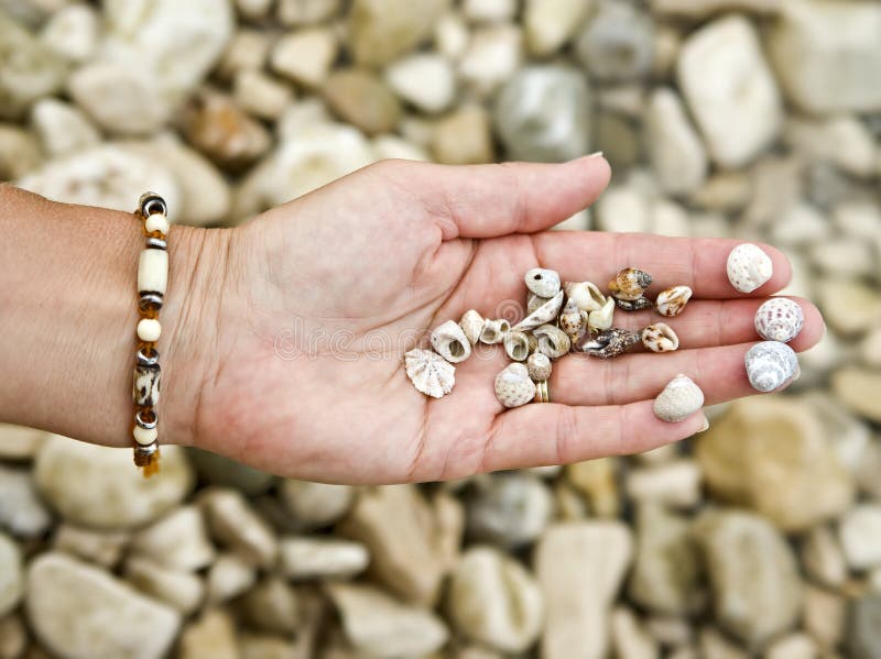 Hand with seashells stock photo. Image of travel, close - 15293608