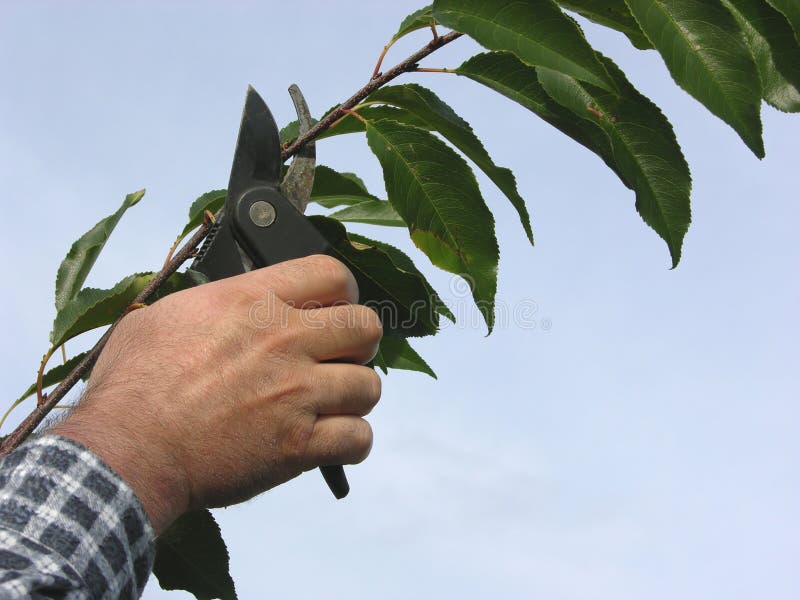 Hand with Secateurs Cutting Branch Stock Photo - Image of garden ...