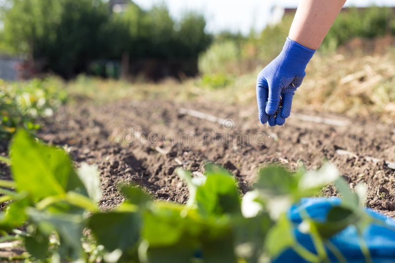 Hand Seeding Seeds . Working on a Garden Stock Image - Image of child ...