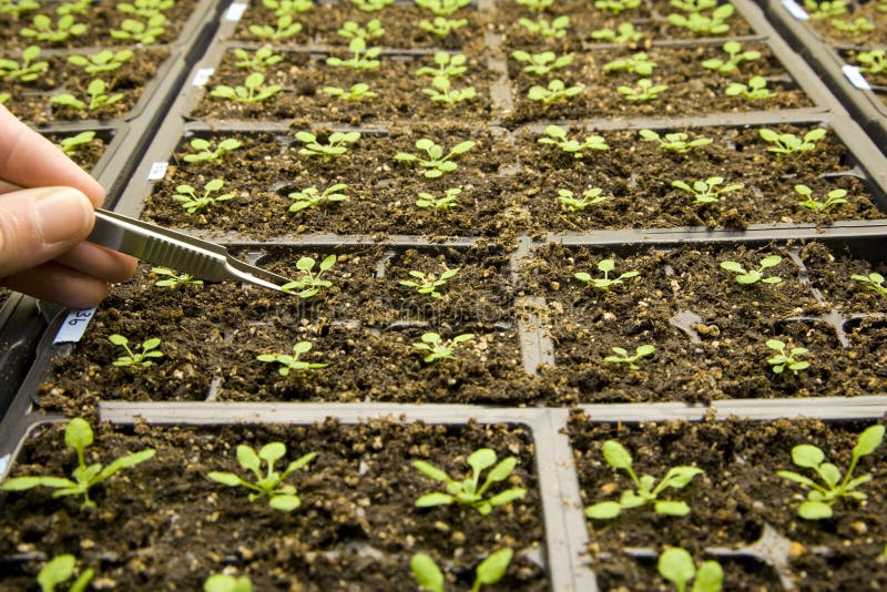 Hand Selecting Plant Seedlings Stock Photo - Image of growth, closeup ...