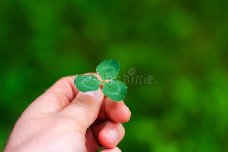 Hand with shamrock stock photo. Image of organ, yellow - 179590406