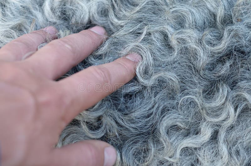 Hand with Sheep Food Trying Fo Feed a Horned Black and White Sheep ...