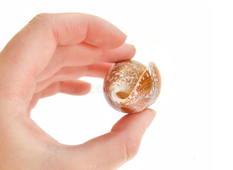 Hand And Shell Picture. Image: 5682083
