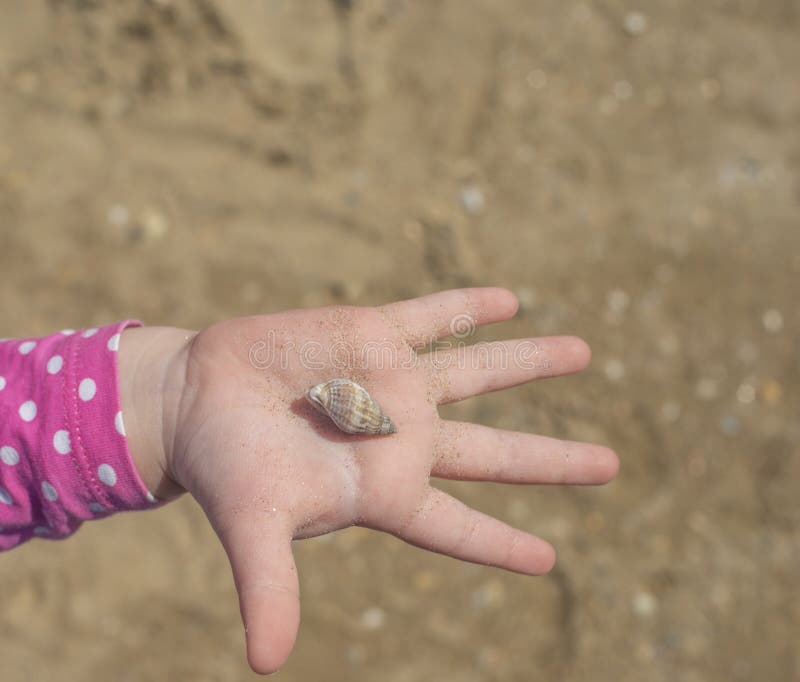 The Hand with the Shell on Sand Background. Children`s Hand Holding a ...