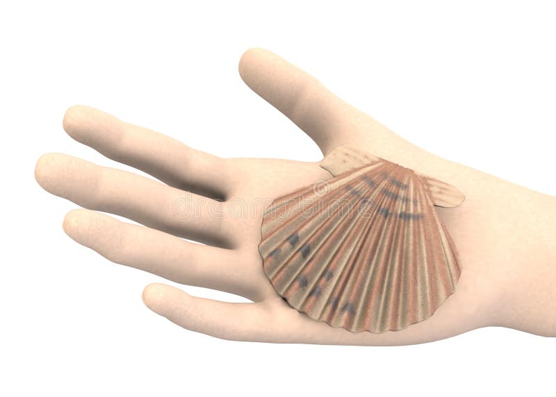 Hand with shell1 stock illustration. Illustration of human - 24851557