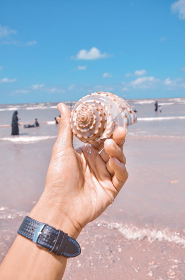 Hand and shells stock image. Image of hand, sand, finger - 200200977