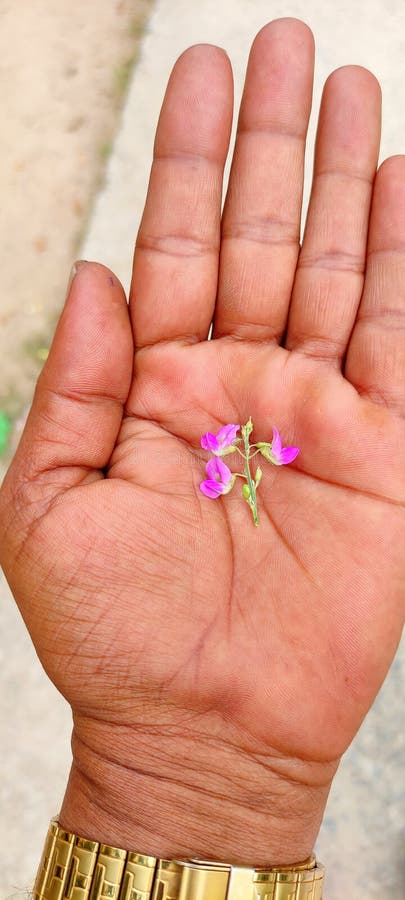Hand Show Little Pink Flowers Clousep Image Stock Photo - Image of ...