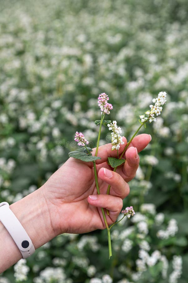 Hand Showing Blooming Buckwheat Fall Stock Photos - Free & Royalty-Free ...