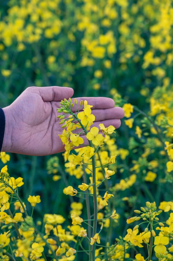 772 Canola Hand Stock Photos - Free & Royalty-Free Stock Photos from ...