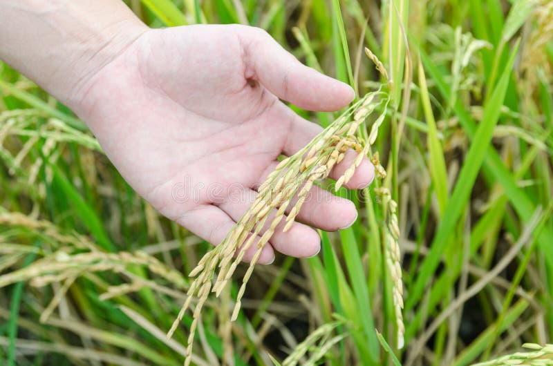 Hand showing rice stock photo. Image of ecology, grass - 33676876