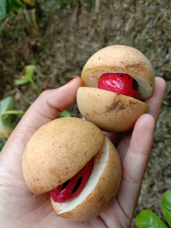 A Hand Showing Two Spices Called Nutmeg. Stock Photo - Image of dessert ...