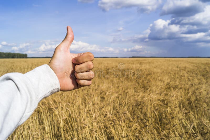 The Hand Shows the Sign Like because of a Good Harvest Stock Photo ...