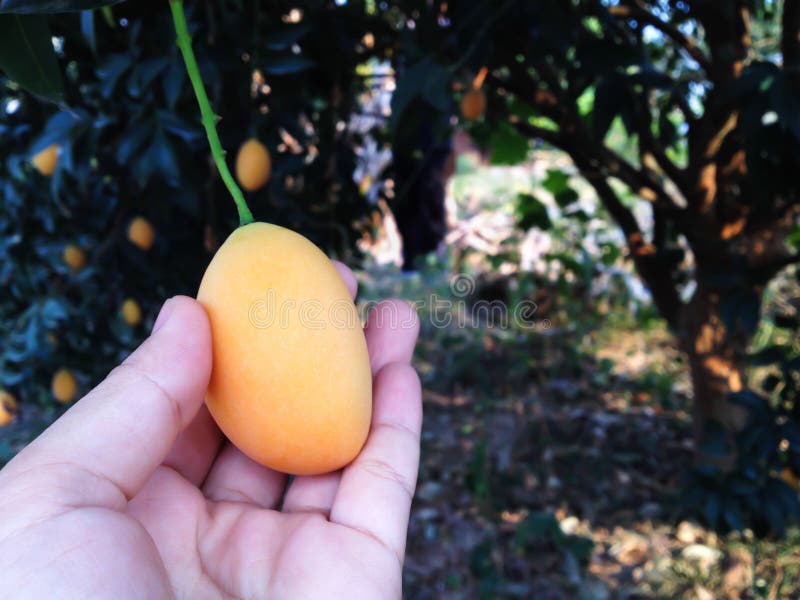 Hand Single Mango Plum Under Tree Garden View Stock Photos - Free ...