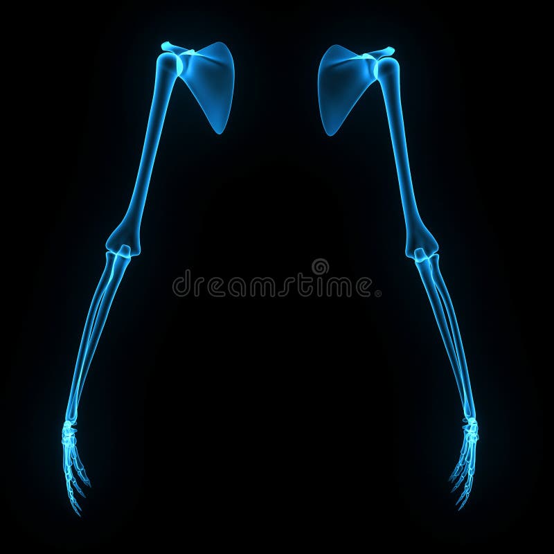 Hand (Skelett): Humerus-, Ellbogengelenk, Radius Und Elle Stock ...